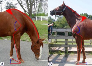 Body Posture – Equine Soundness Inc